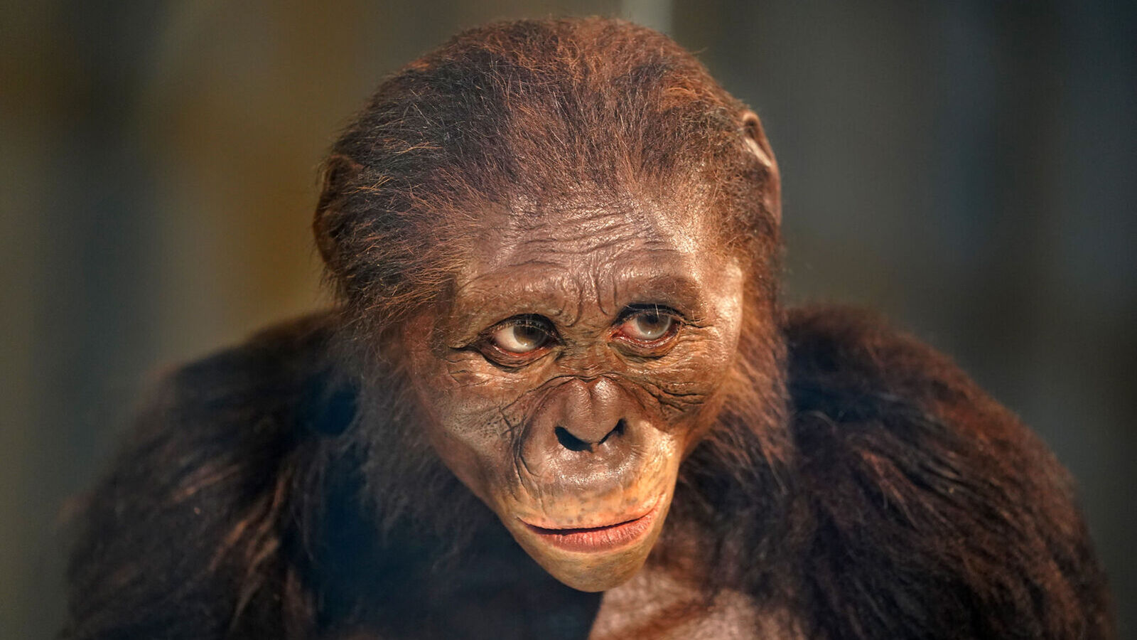 An Iconic Discovery: Celebrating the Story of Lucy