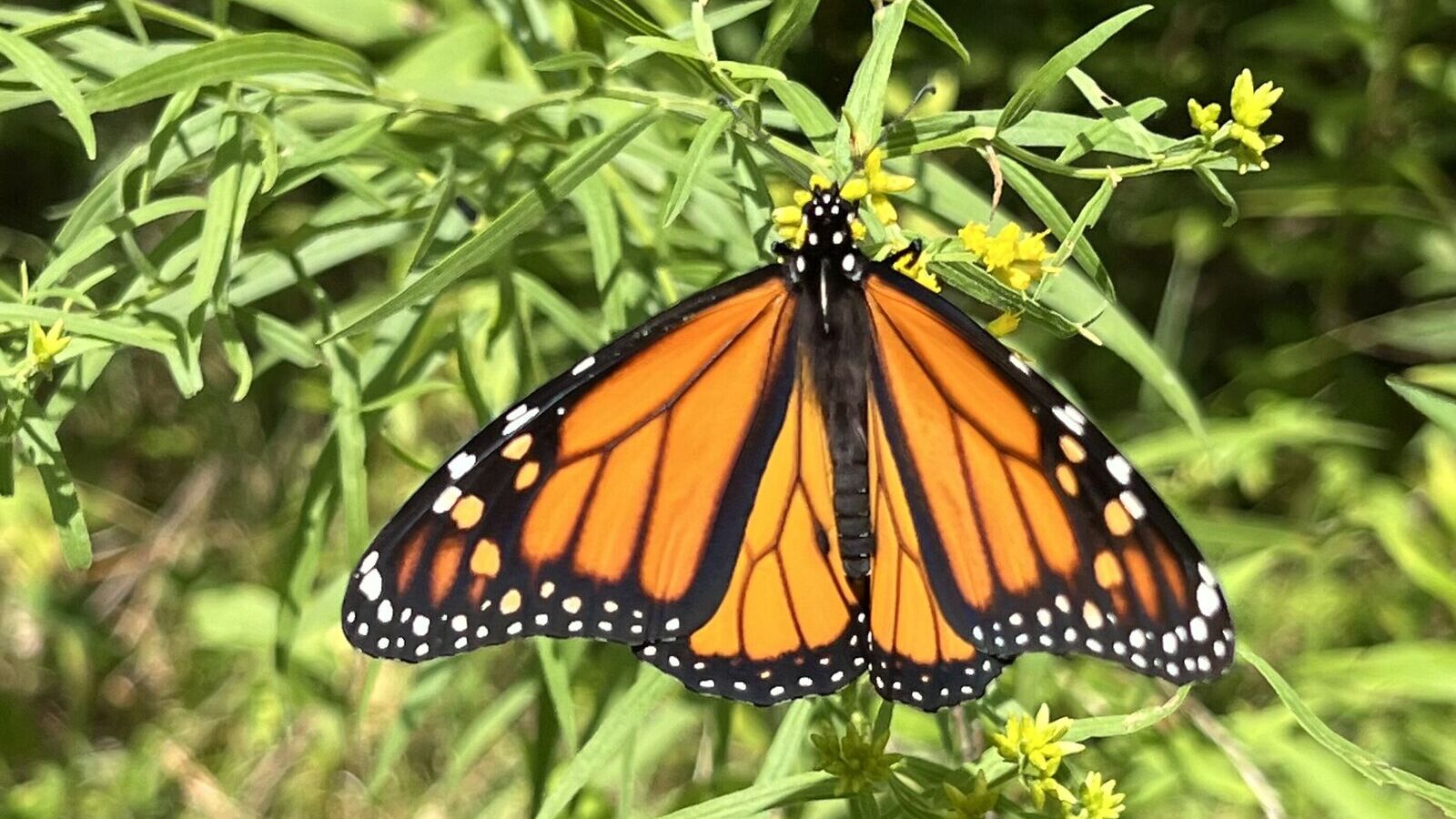 Mentor Marsh Nature Hike: Butterfly (Bug) Hunt!