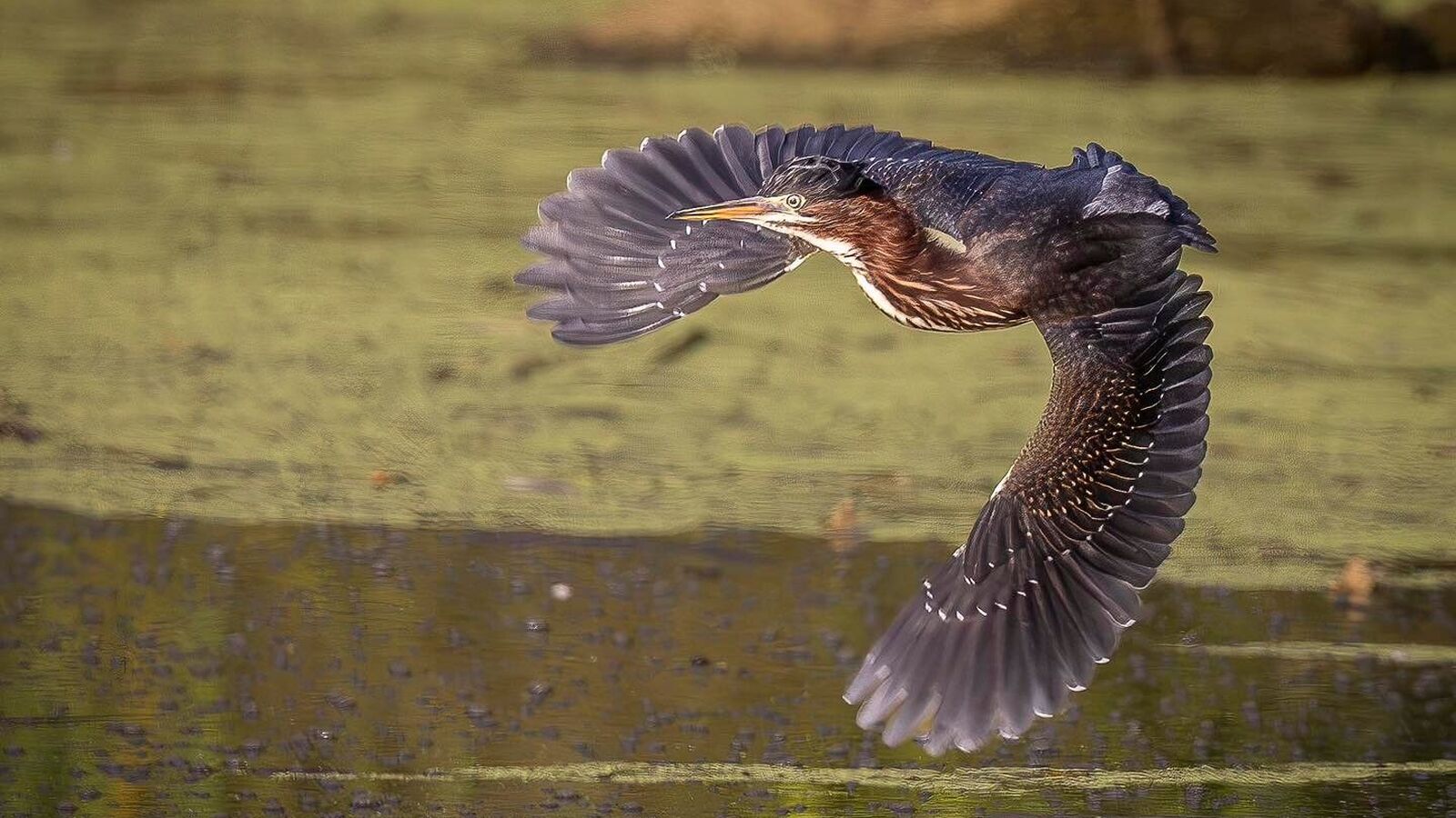 Headlands Birding Festival