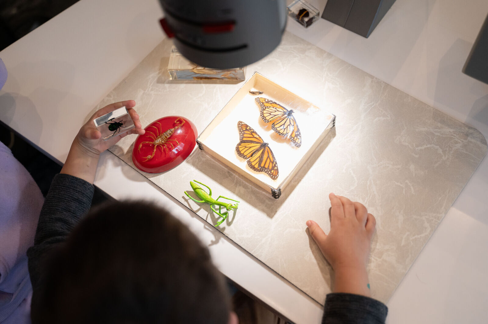 Ames Family Curiosity Center | Cleveland Museum of Natural History