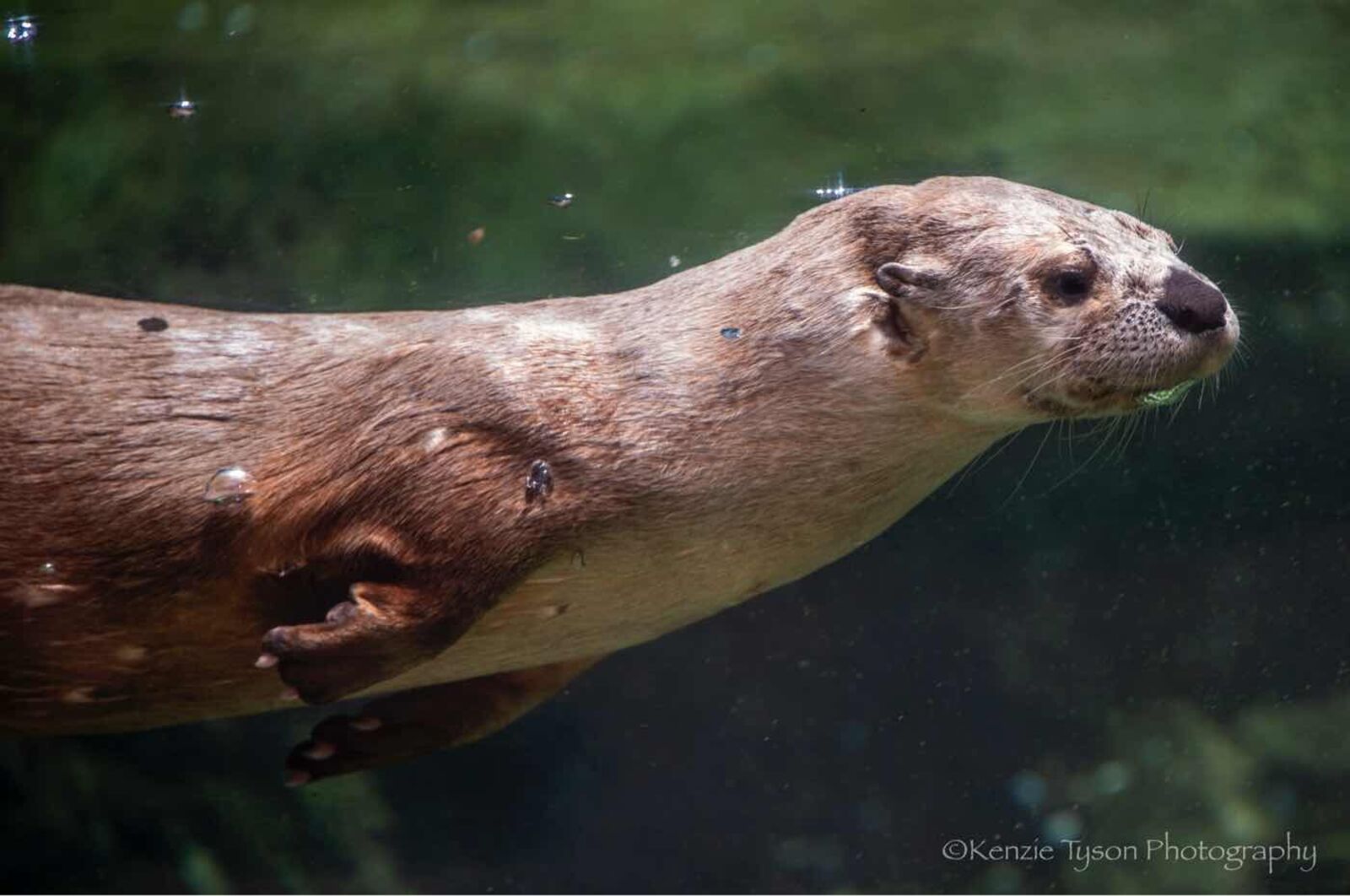 Ralph Perkins II Wildlife Center & Woods Garden—Presented by KeyBank