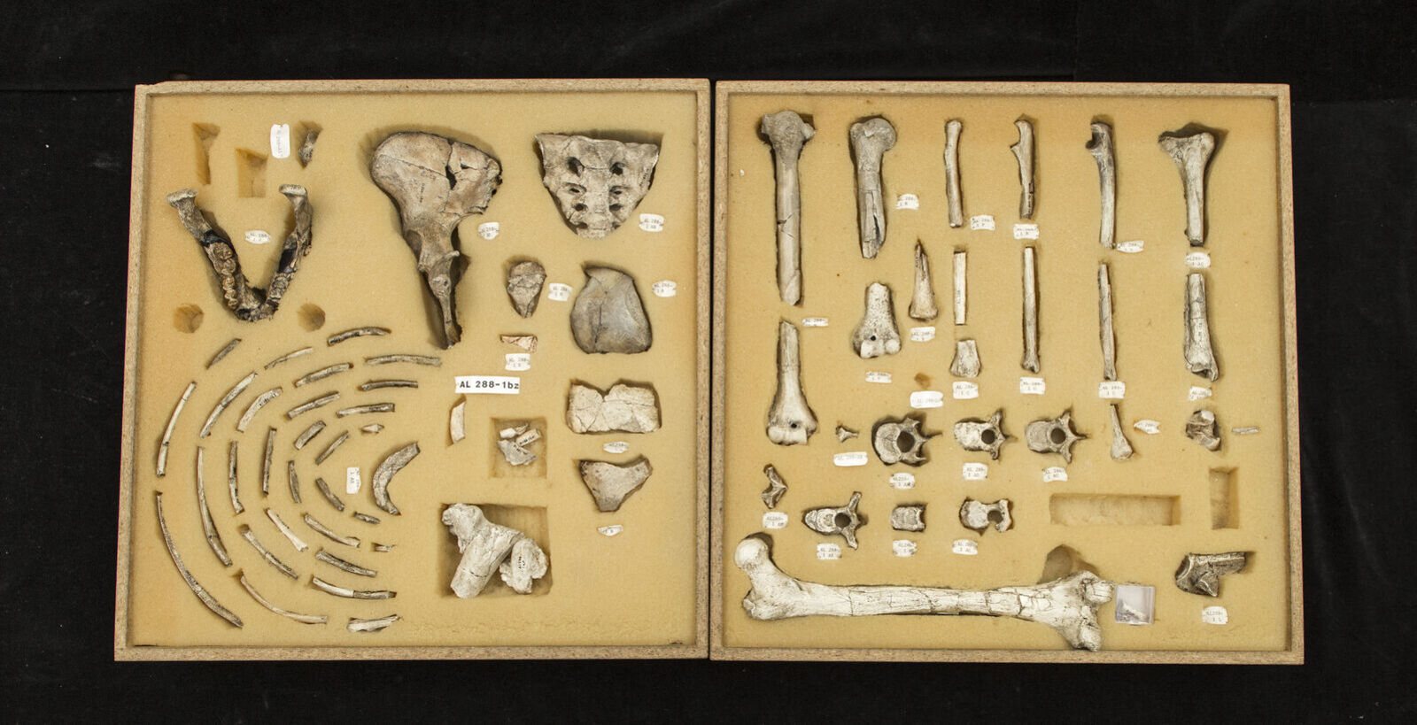An Iconic Discovery: Celebrating the Story of Lucy