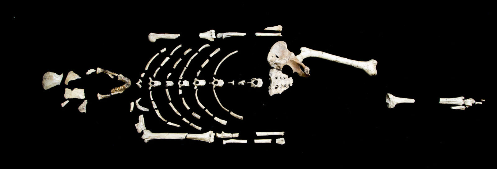 An Iconic Discovery: Celebrating the Story of Lucy