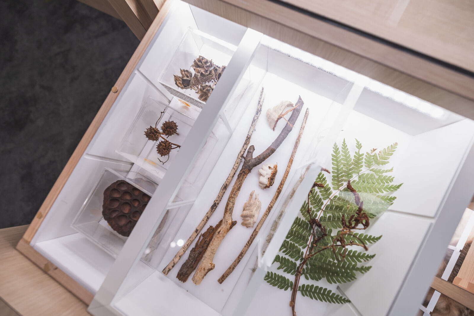 Ames Family Curiosity Center | Cleveland Museum of Natural History