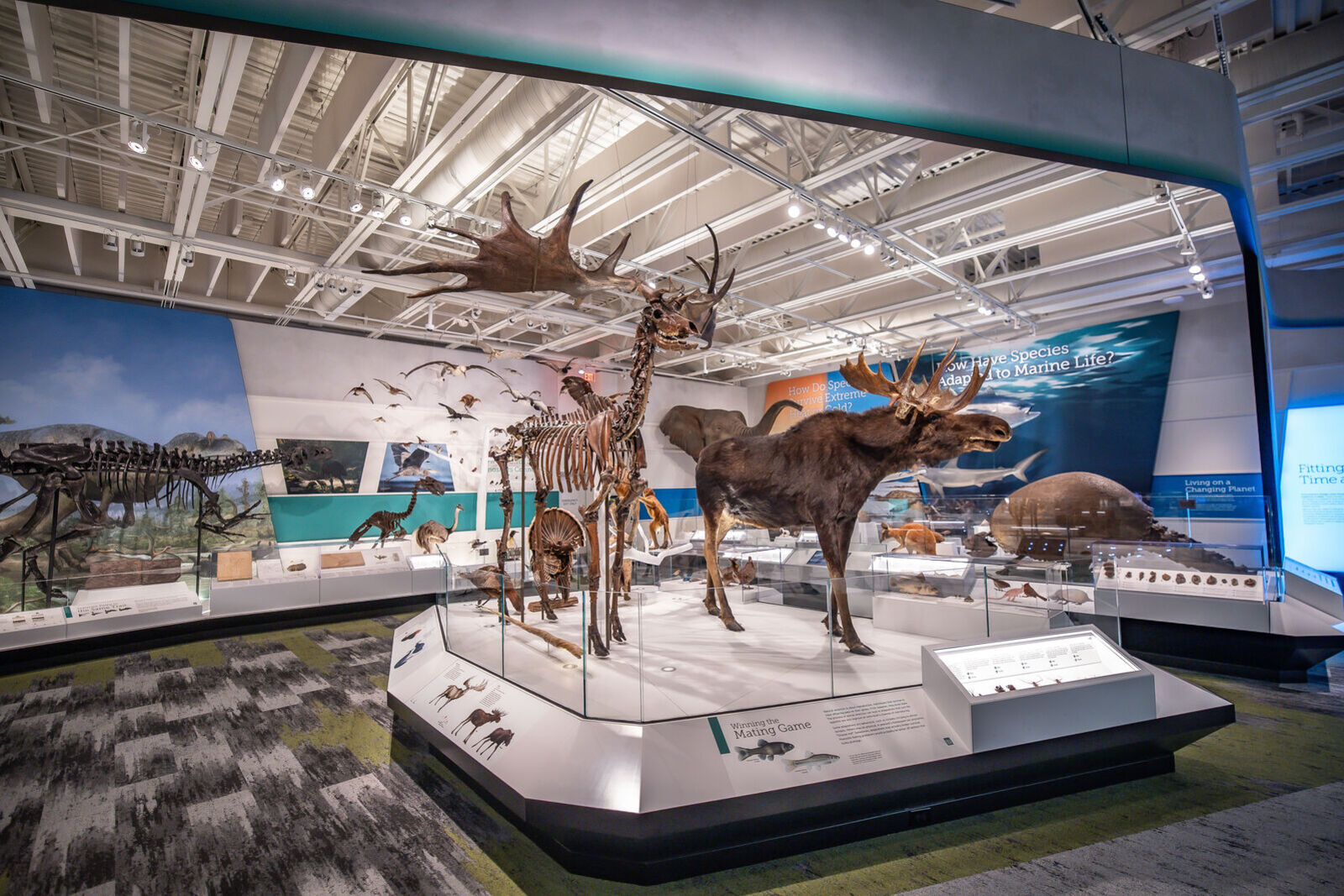 Evolving Life Wing | Cleveland Museum of Natural History