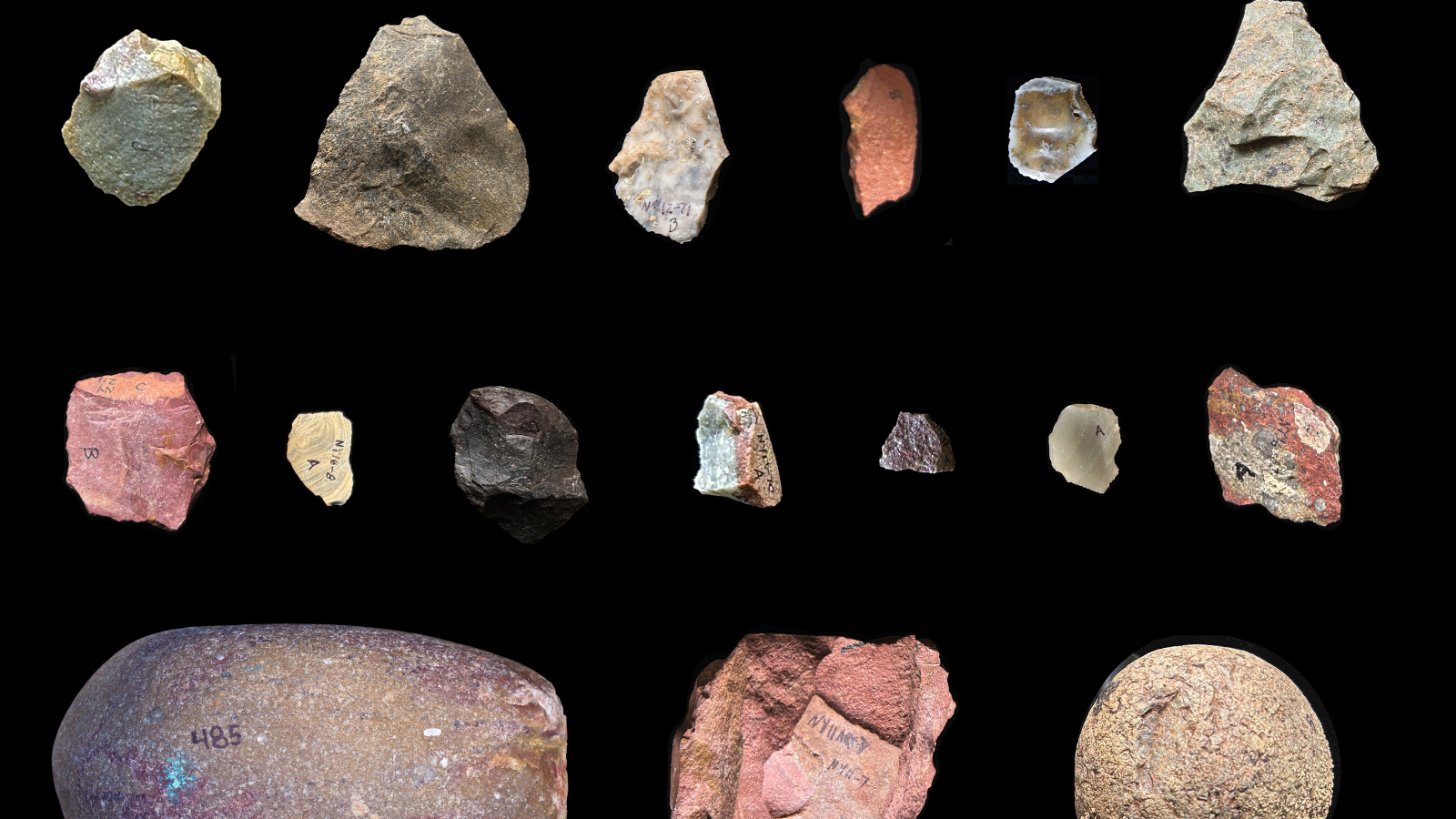 Dr. Emma Finestone Authors Study on Human Origins