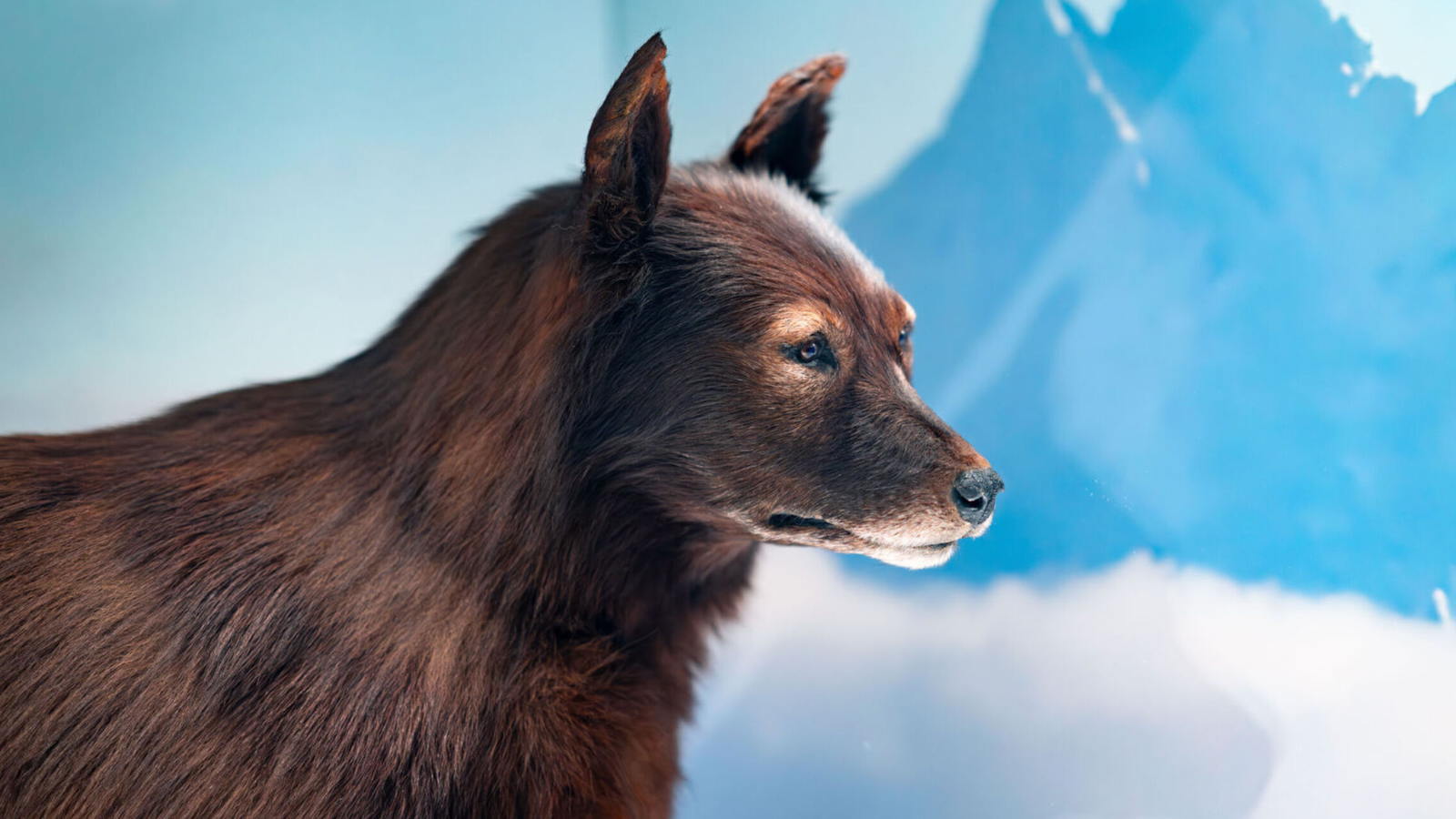 Balto & the Serum Run | Cleveland Museum of Natural History