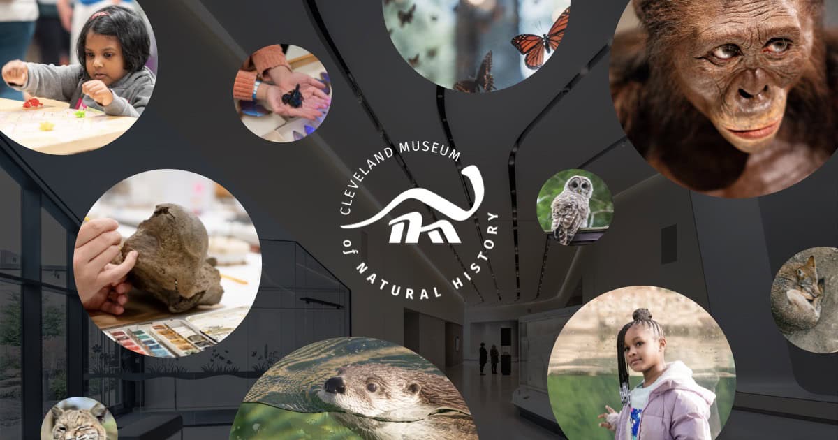 The Primate Family Tree | Cleveland Museum of Natural History